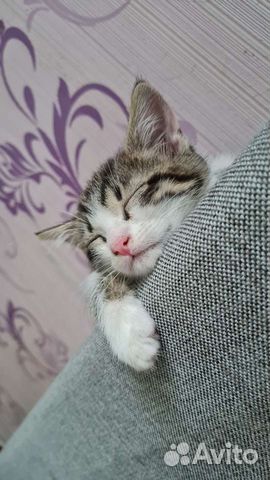 Котик отдам даром