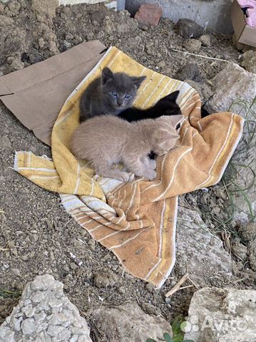 Кошки в добрые руки