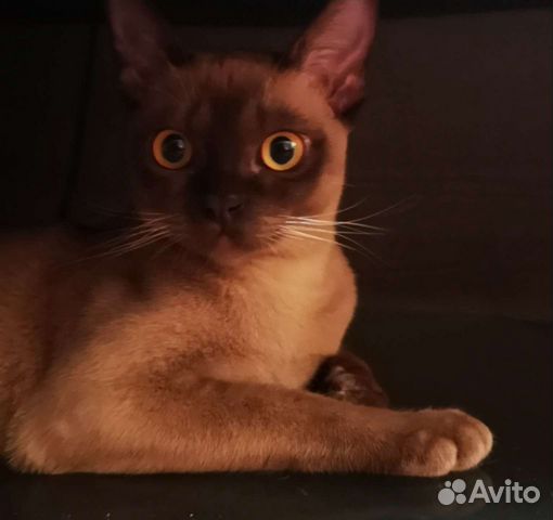 Бурма шикарная девочка с родословной