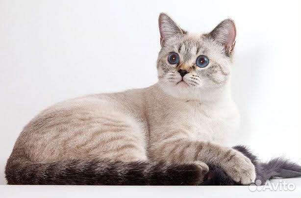 Кошечка шотландская
