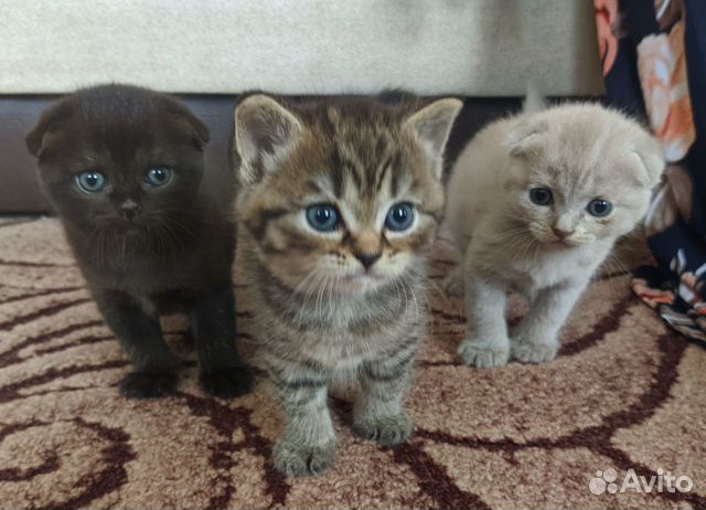 Котята. Британские, шотландские