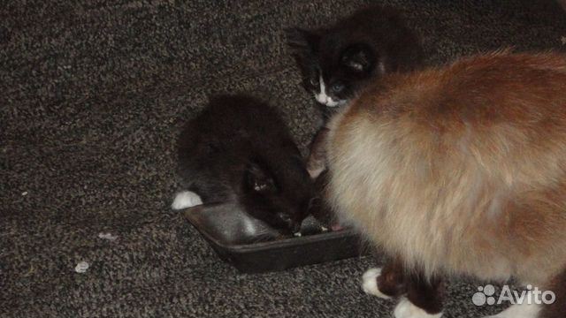 Котята отдам бесплатно