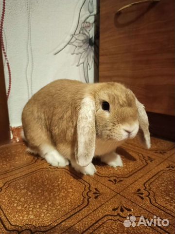 Декоративные кролики вислоухие