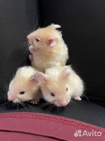 Сирийский хомячок