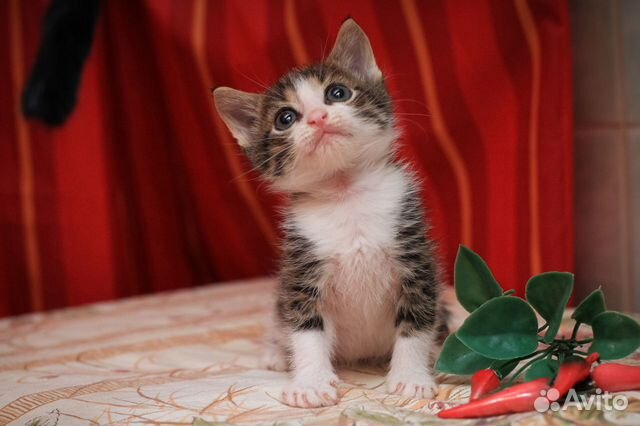 Котёнок мальчик полосатый