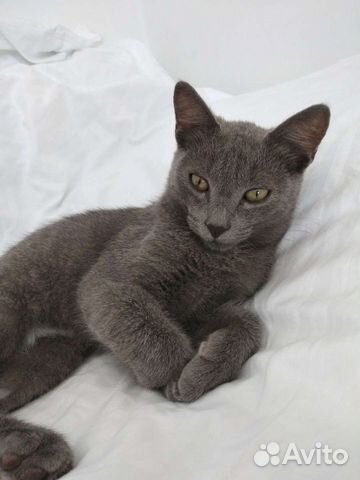 Котенок ласкуша