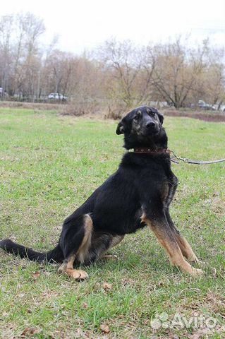 Самый преданный друг