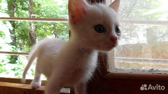 Белый котенок мал. и дев.(турецкая ангора)
