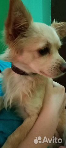 Найдена собака