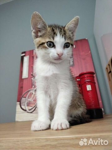 Котёнок Вася