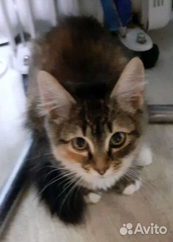 Котенок девочка 4 месяца