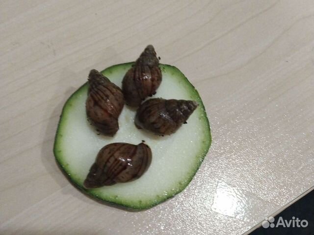 Улитята ахатинки