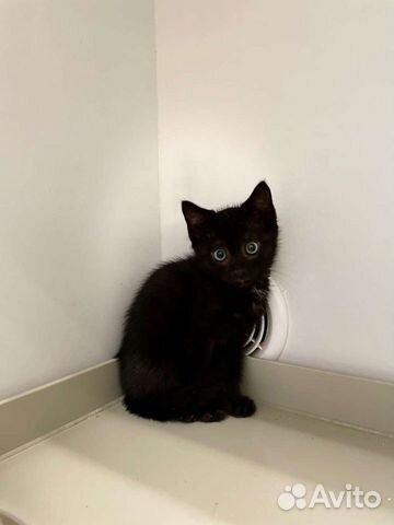 Отдам кота в добрые руки