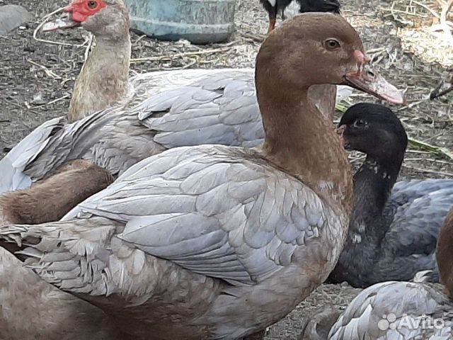 Мускусные Индоутки