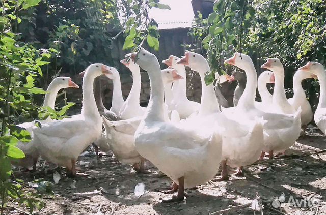 Гуси, утки и куры молодки