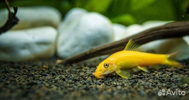 Гиринохейлус