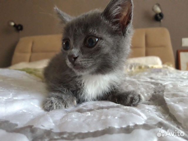 Котенок, кошечка