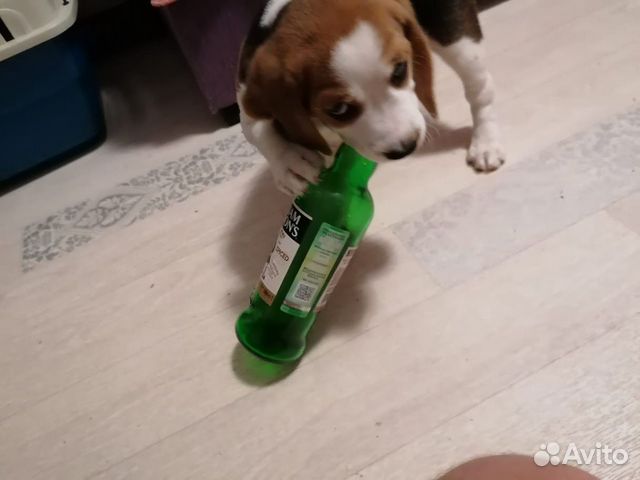 Бигль 1 год
