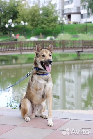 Трёхлапик Джин ищет дом