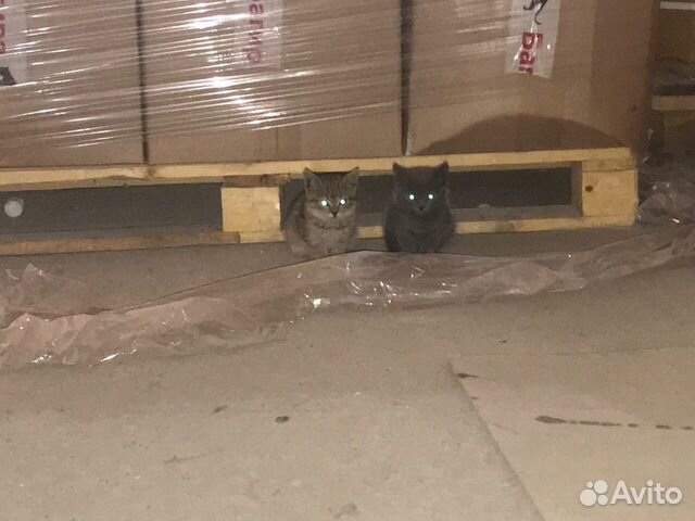 Котята в дом или на производство