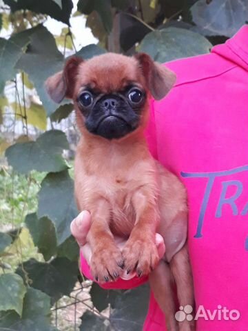 Пти брабансон