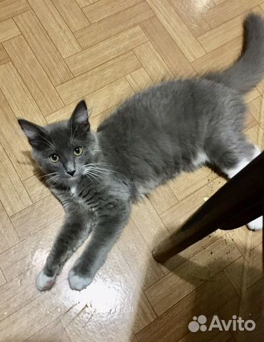 Котенок Савва в добрые руки