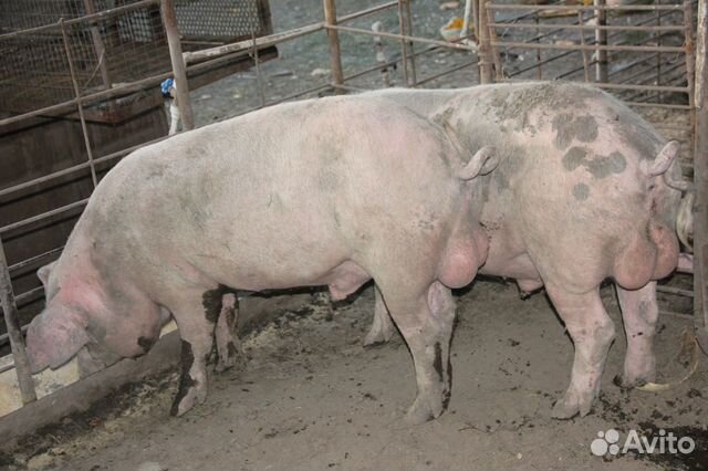 Хрячки на племя