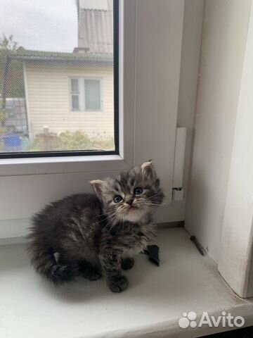 Персидские котята