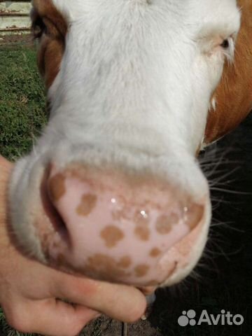 Продаю половину телёнка