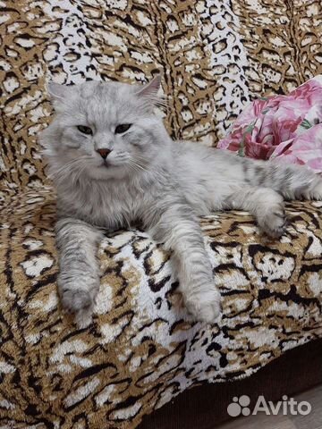 Кот
