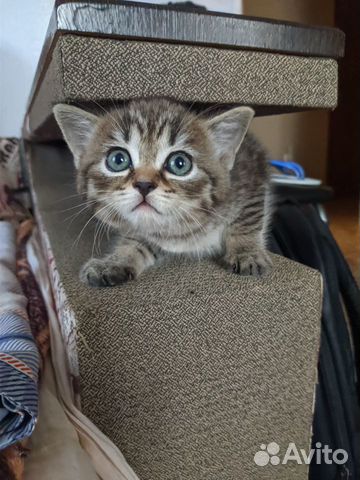 Котёнок. Британский прямоухий