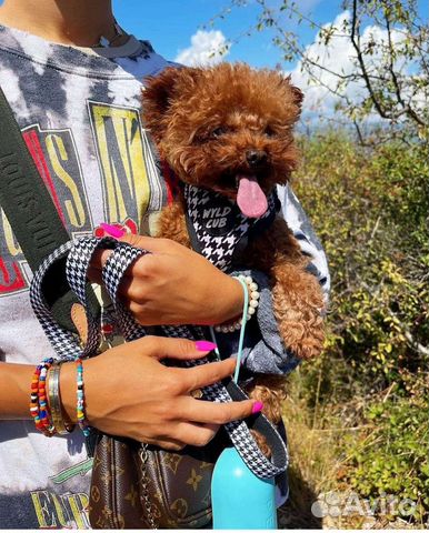 Ред браун кобелики мальтипу