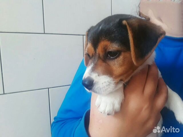 Джек Рассел