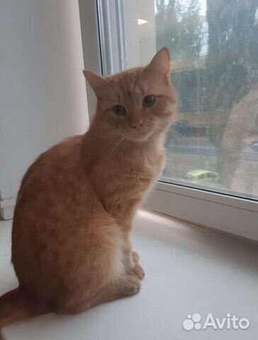 Левушка - солнечный мальчик, 1 год