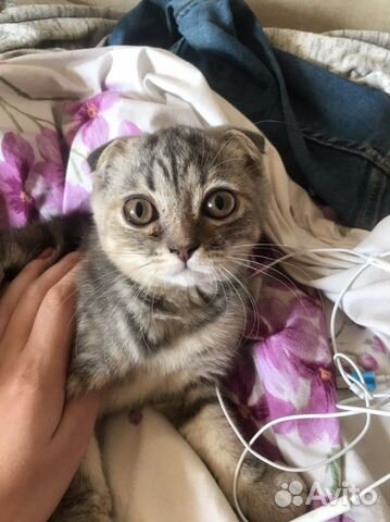 Шотландская вислоухая кошечка,3 месяца