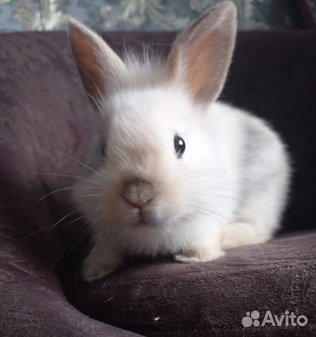 Кролик Львиноголый