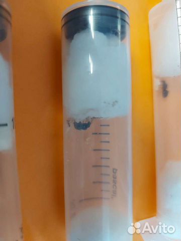 Муравьи садовые (Lasius Niger) 2021