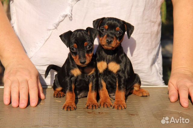 Щенки цвергпинчера питомник Тень Луны