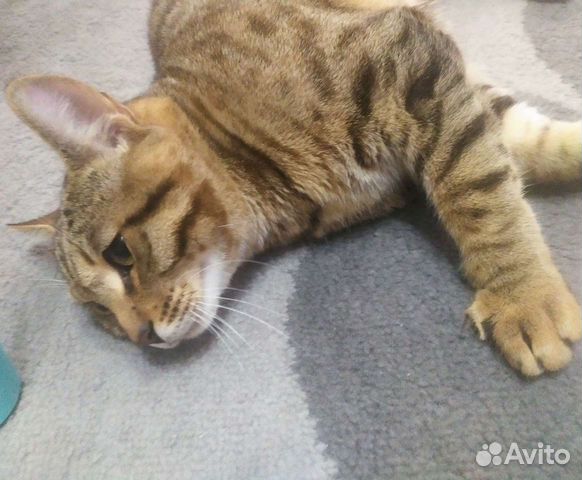 Кот