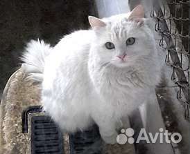 Турецкая ангора котята