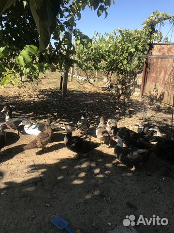 Продам молодых мускусных-индоуток