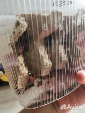 Туркменские тараканы