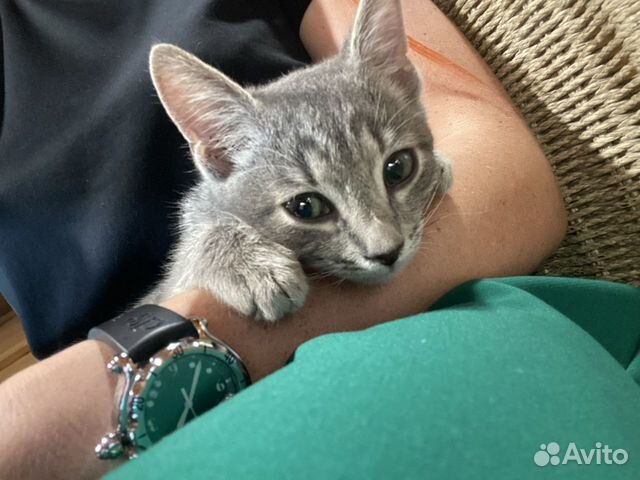 Котята в добрые руки бесплатно