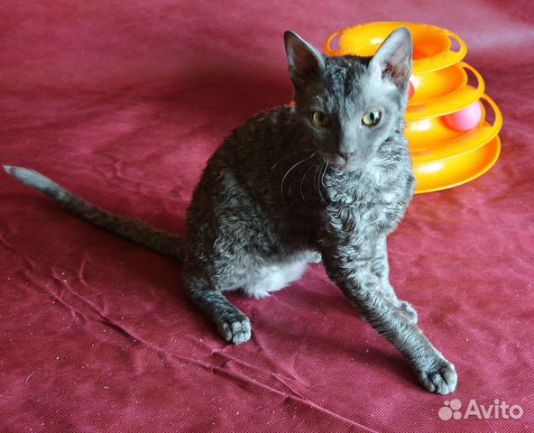 Голубая девочка кудрявое чудо