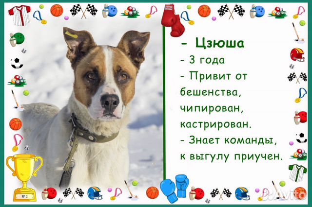 Отдам в добрые руки