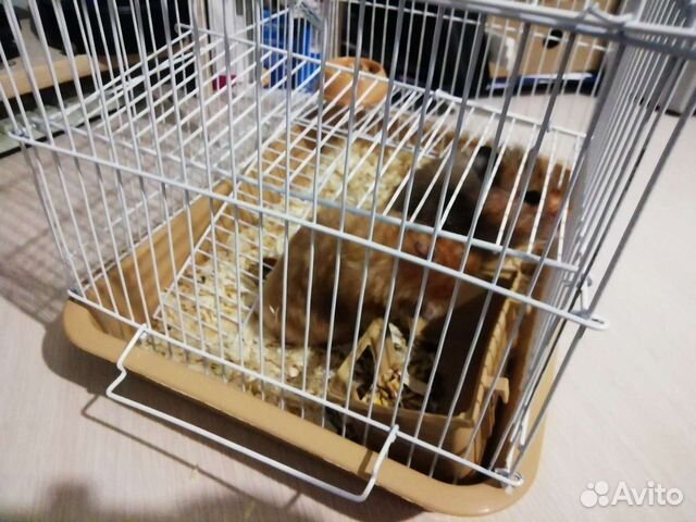 Сирийские хомячки