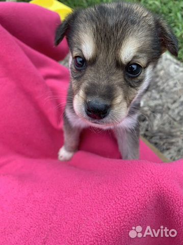 Щенок из приюта, в добрые руки