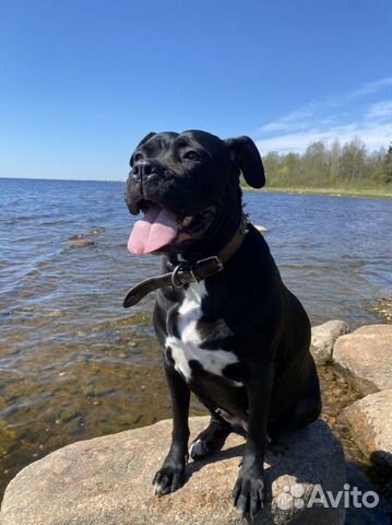 Собака в добрые руки Кане корсо