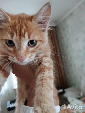 Котёнок 3,5 месяца