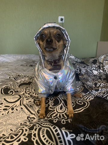 Собаки той-терьер